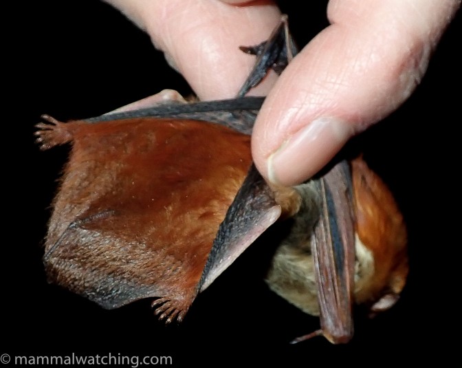 Costa Rica (mainly batting and ratting) - Mammal Watching