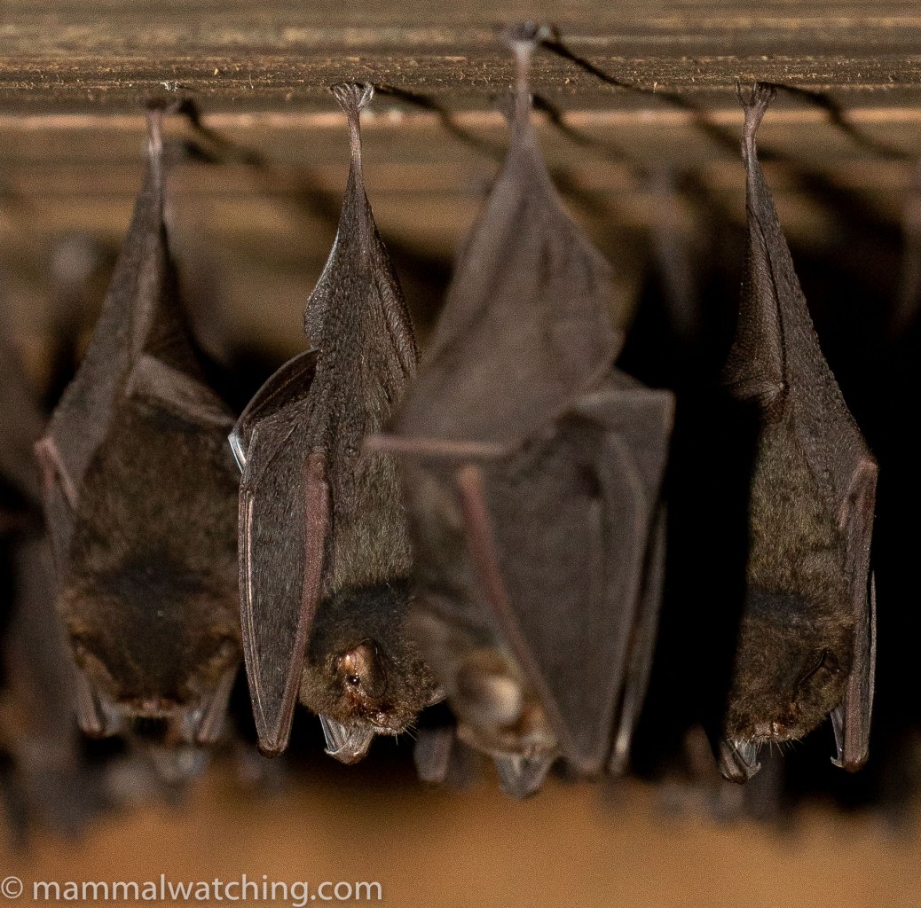 Costa Rica (mainly batting and ratting) - Mammal Watching