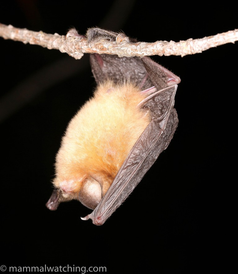 Dominican Republic - Mammal Watching