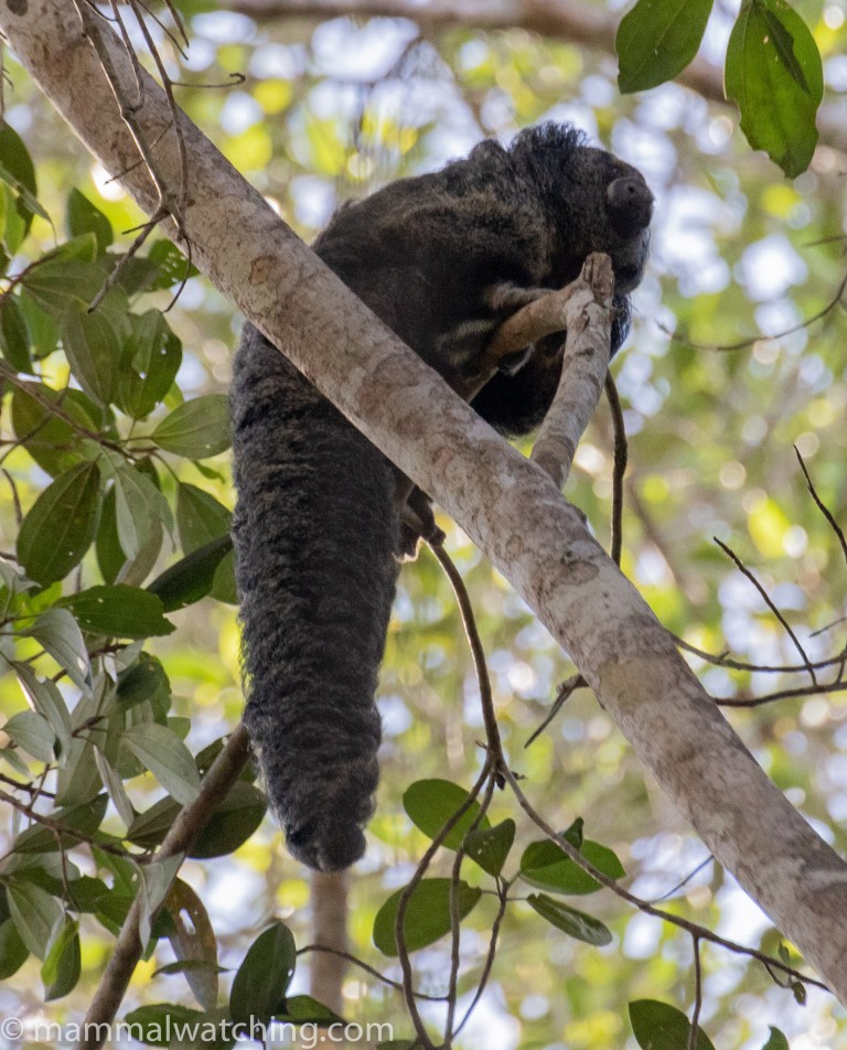 New Trip Report: Ecuador, 2021 - Mammal Watching