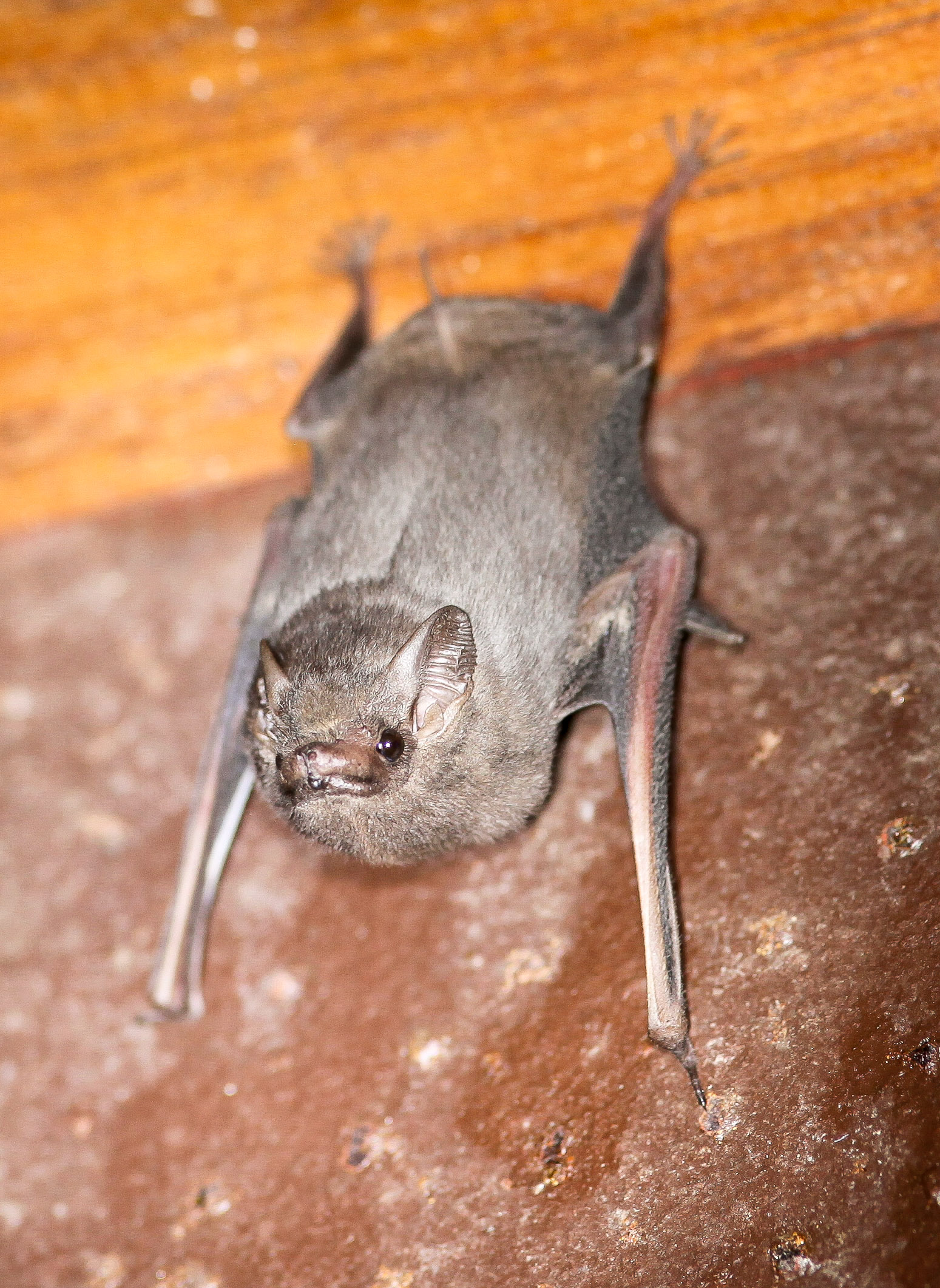 Nicaragua, 2014 - Mammal Watching