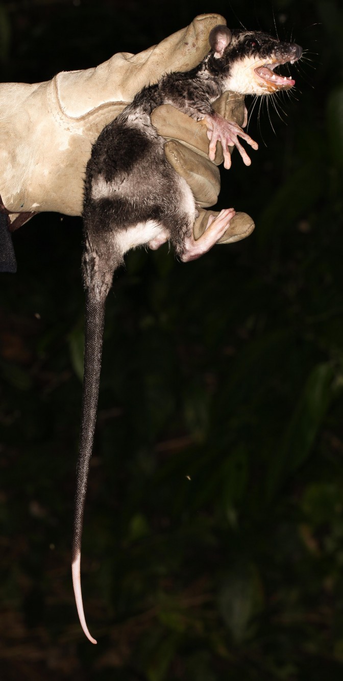 Nicaragua, 2014 - Mammal Watching