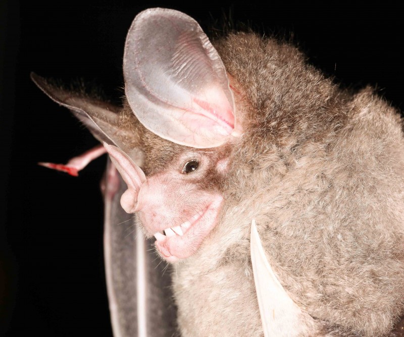 False Vampire Bat