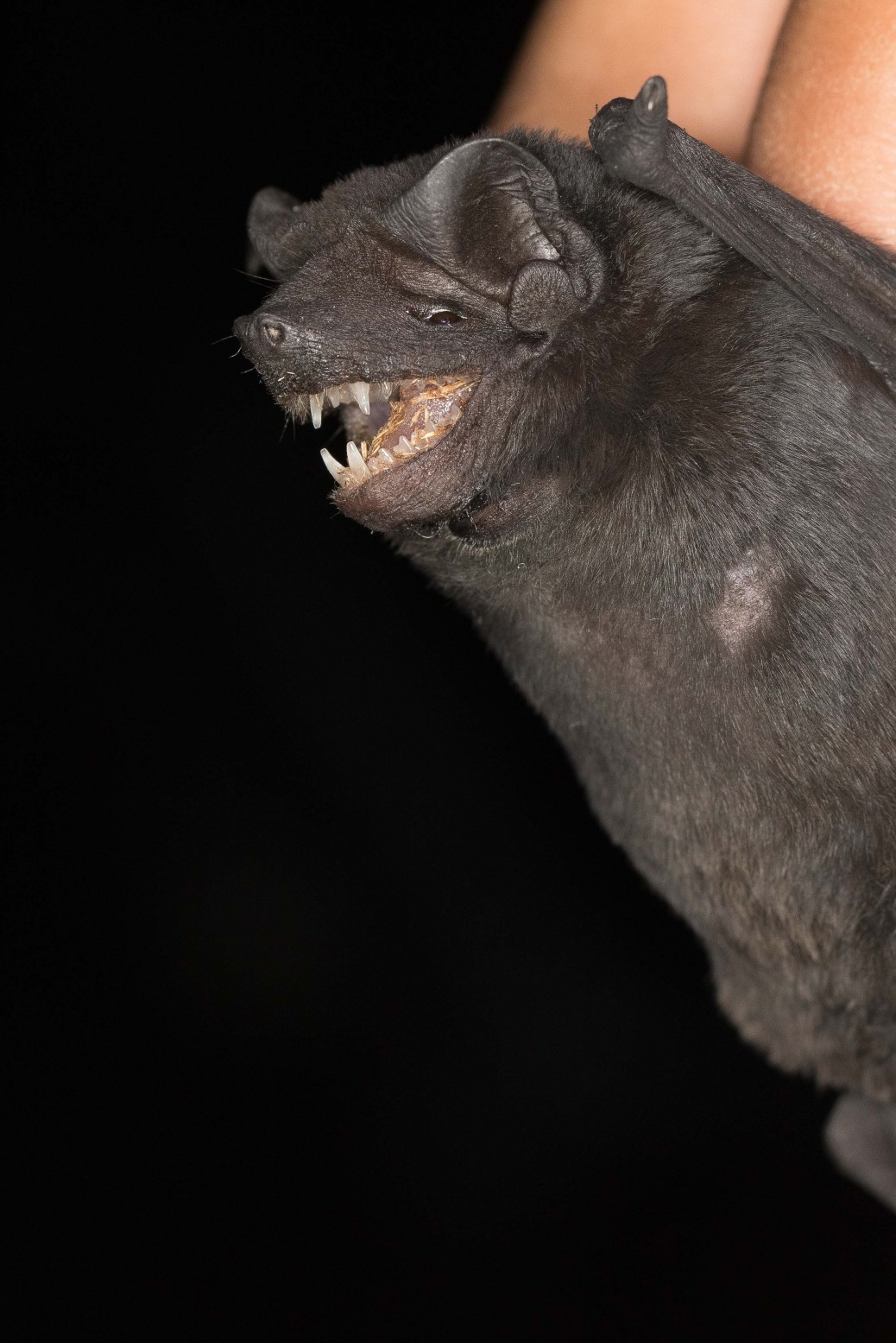Nicaragua, 2016 - Mammal Watching