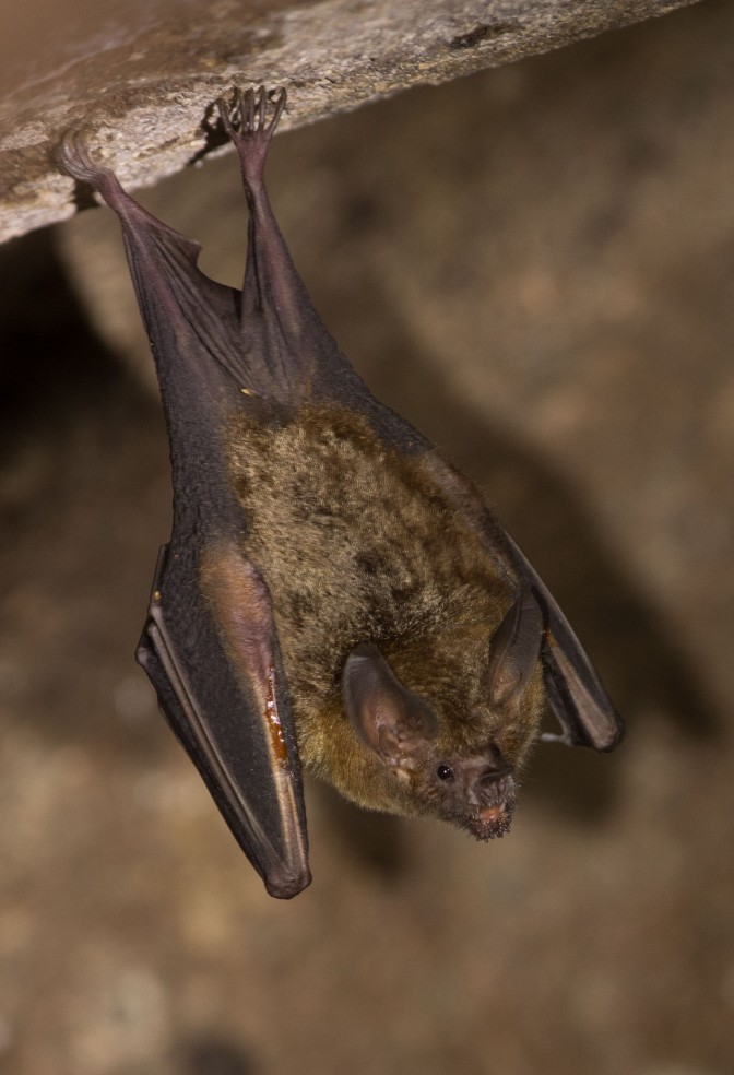 Nicaragua, 2016 - Mammal Watching
