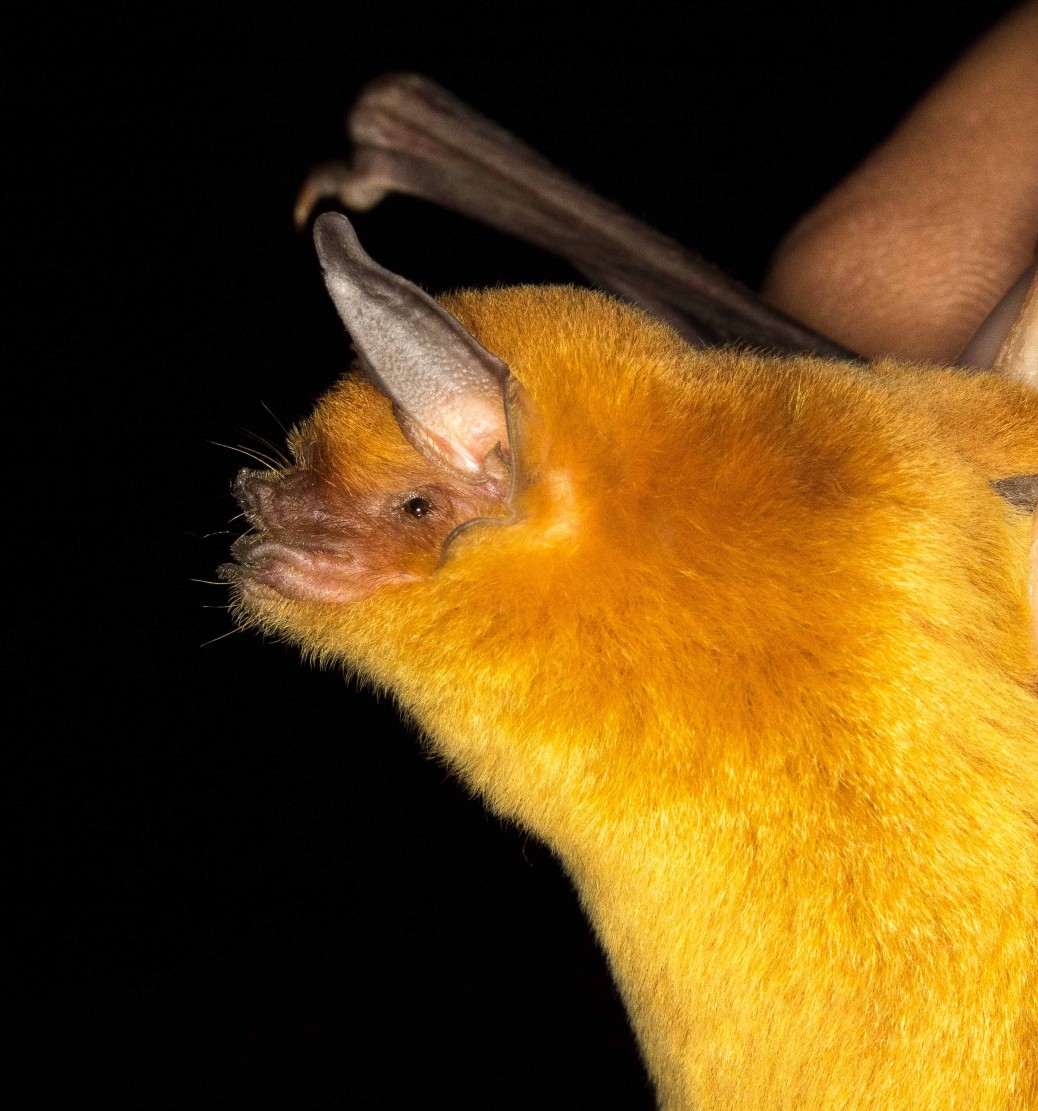 Nicaragua, 2016 - Mammal Watching