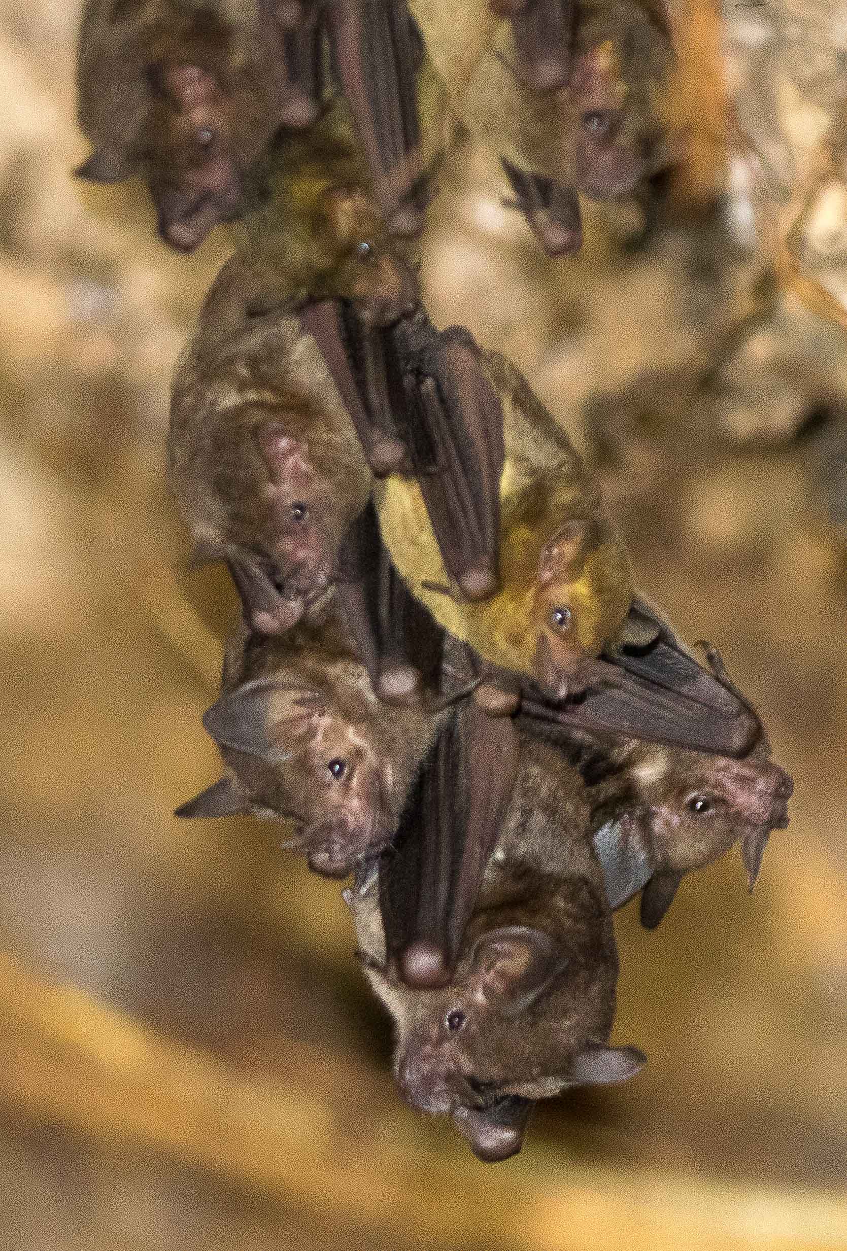 Nicaragua, 2016 - Mammal Watching