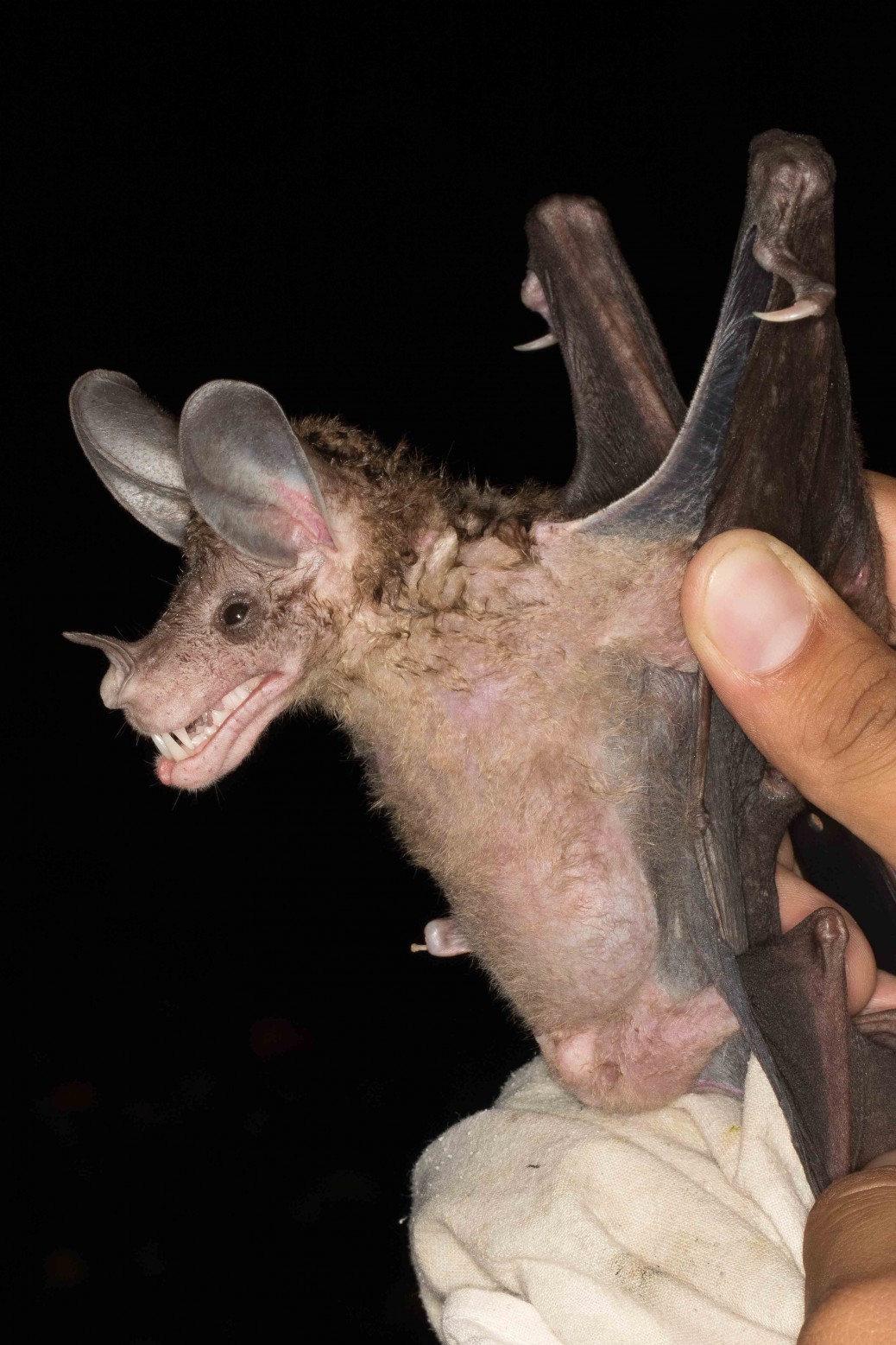 Nicaragua, 2016 - Mammal Watching