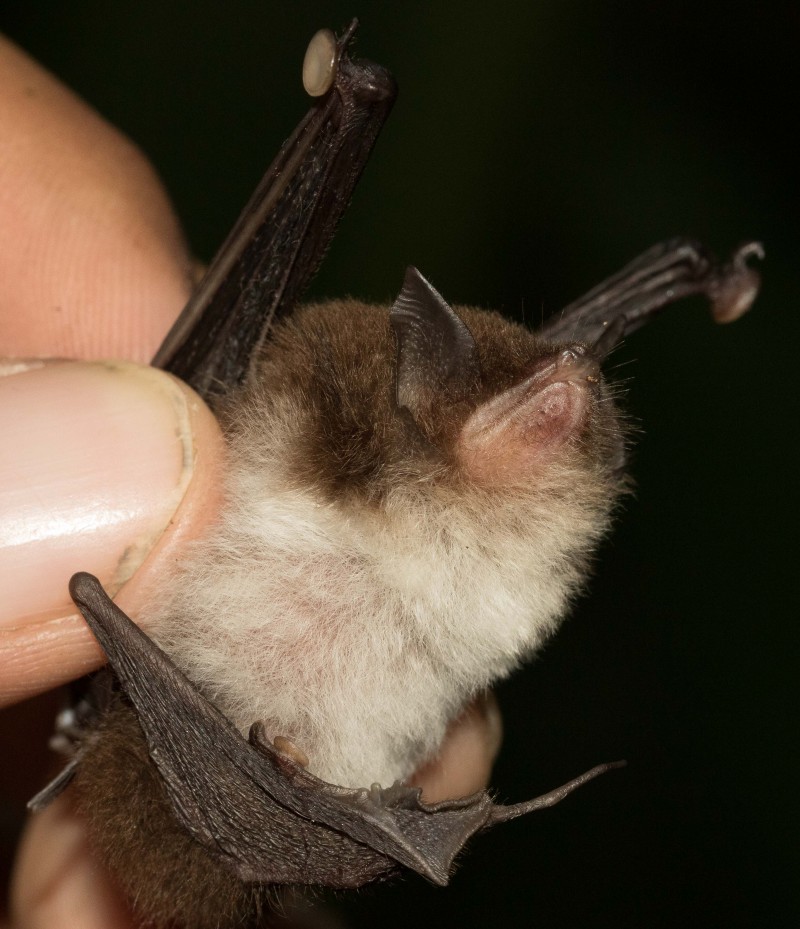 Nicaragua - Mammal Watching