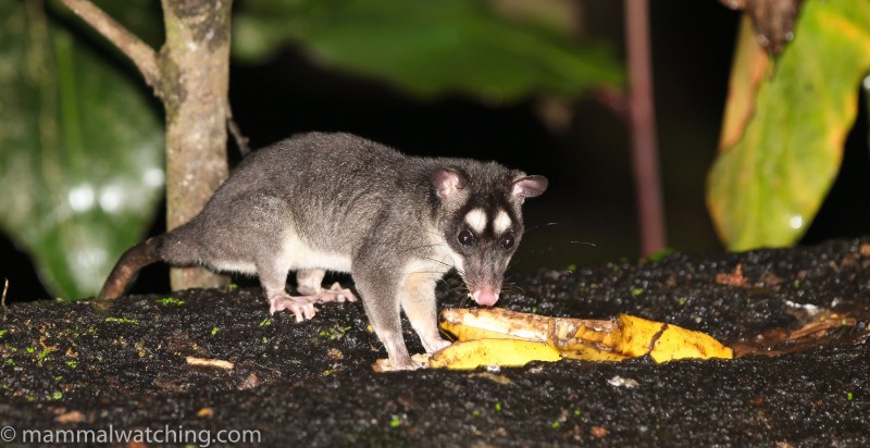 Panama, 2013 - Mammal Watching