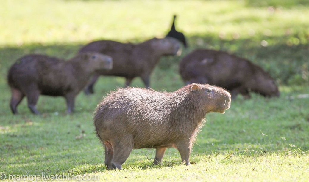 Panama, 2013 - Mammal Watching