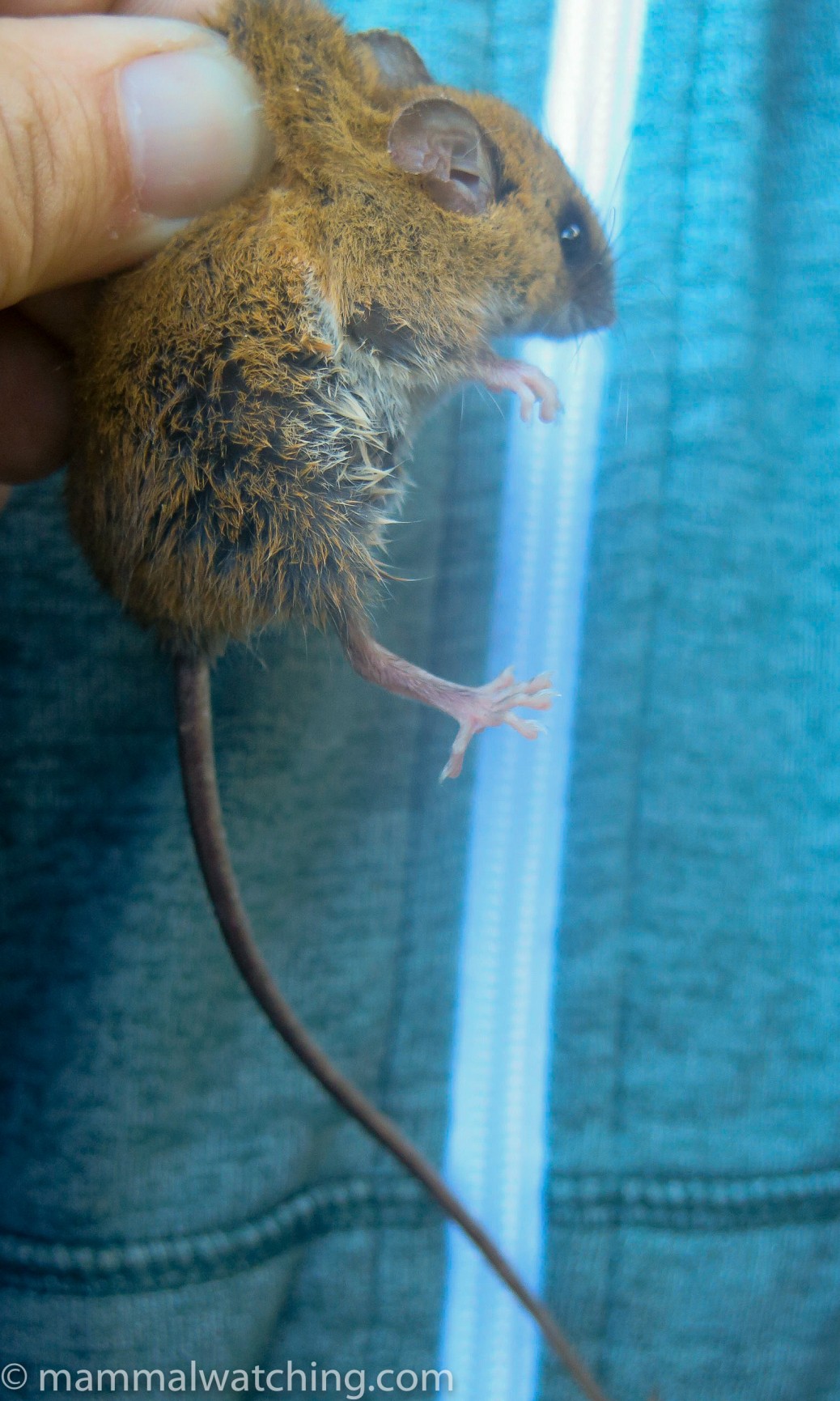 Panama, 2016 - Mammal Watching