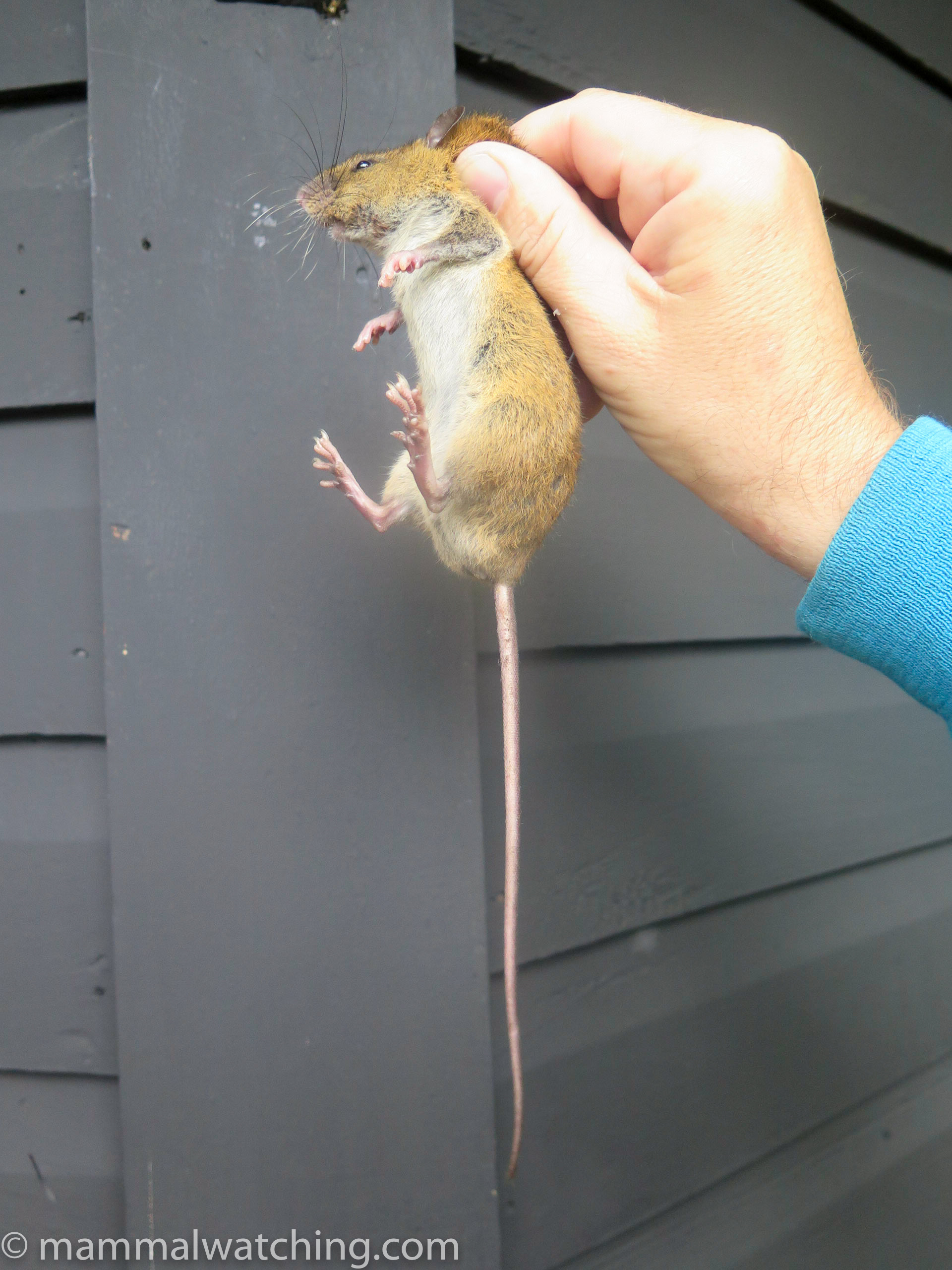 Panama, 2016 - Mammal Watching