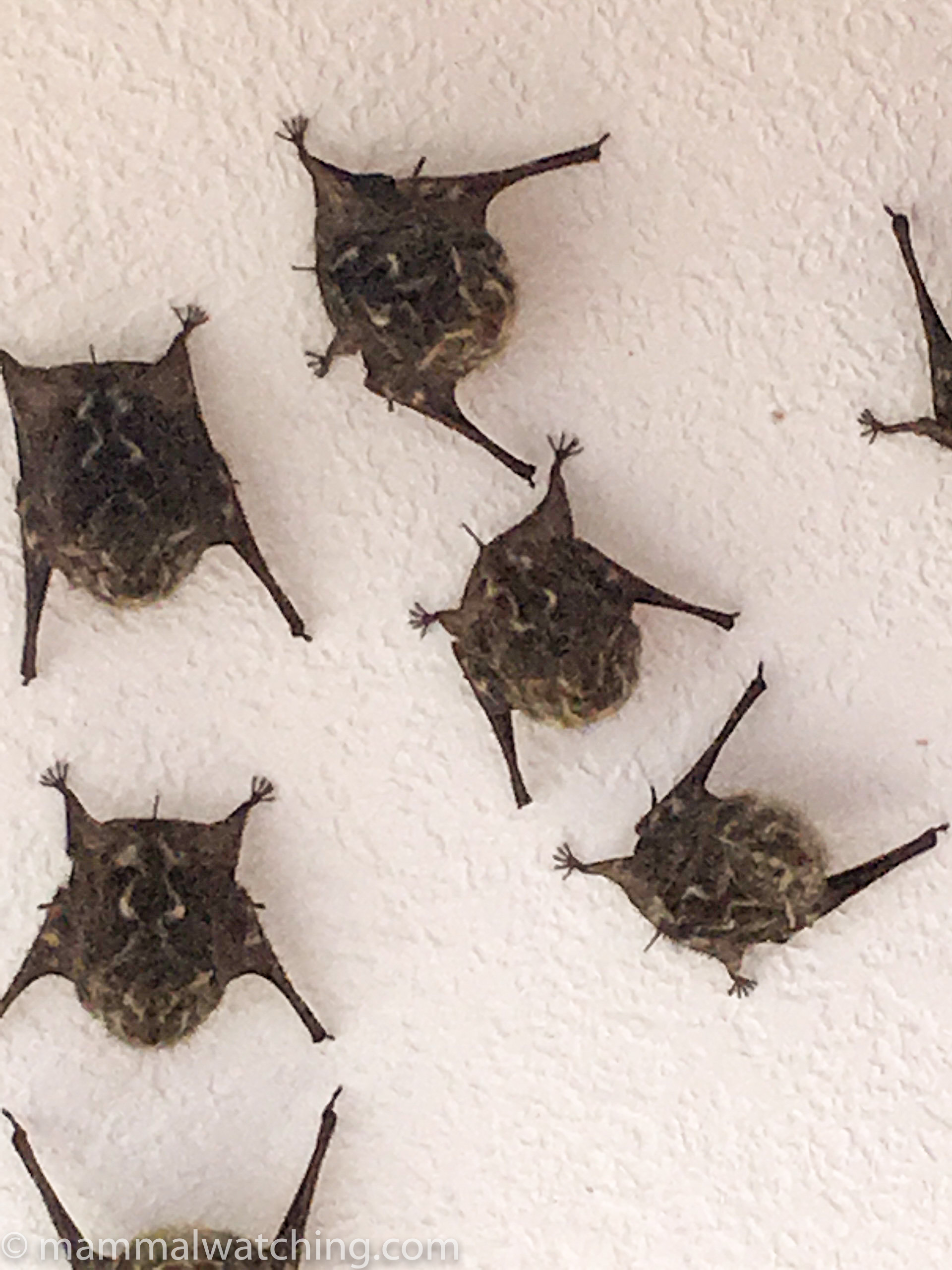 Panama, 2016 - Mammal Watching