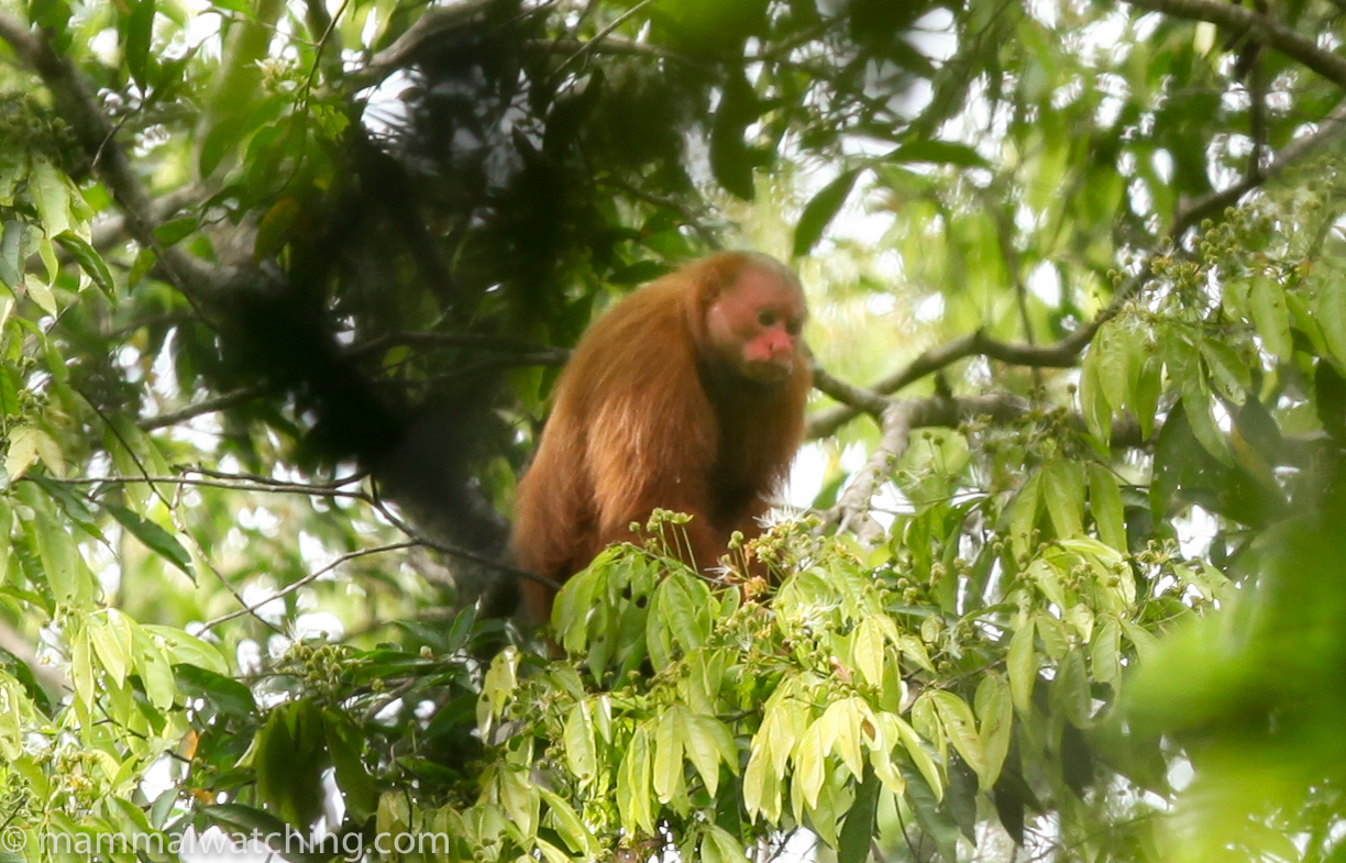 Peru, 2014 Trip Report - Mammal Watching