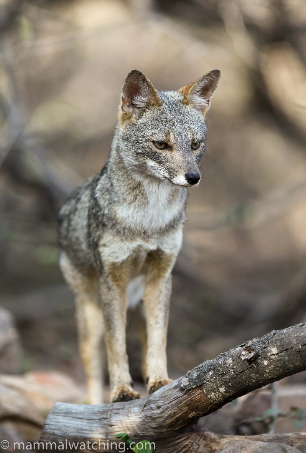 Peru, 2014 Trip Report - Mammal Watching