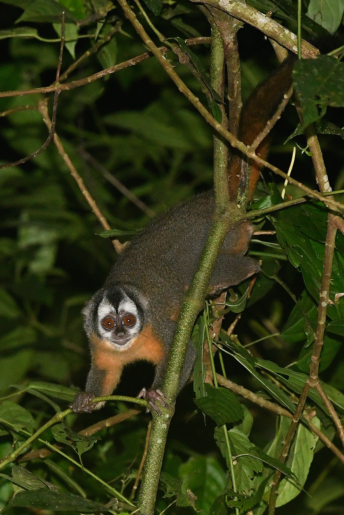 Primarily Peruvian Primates: Owlet Lodge and Los Amigos Research ...