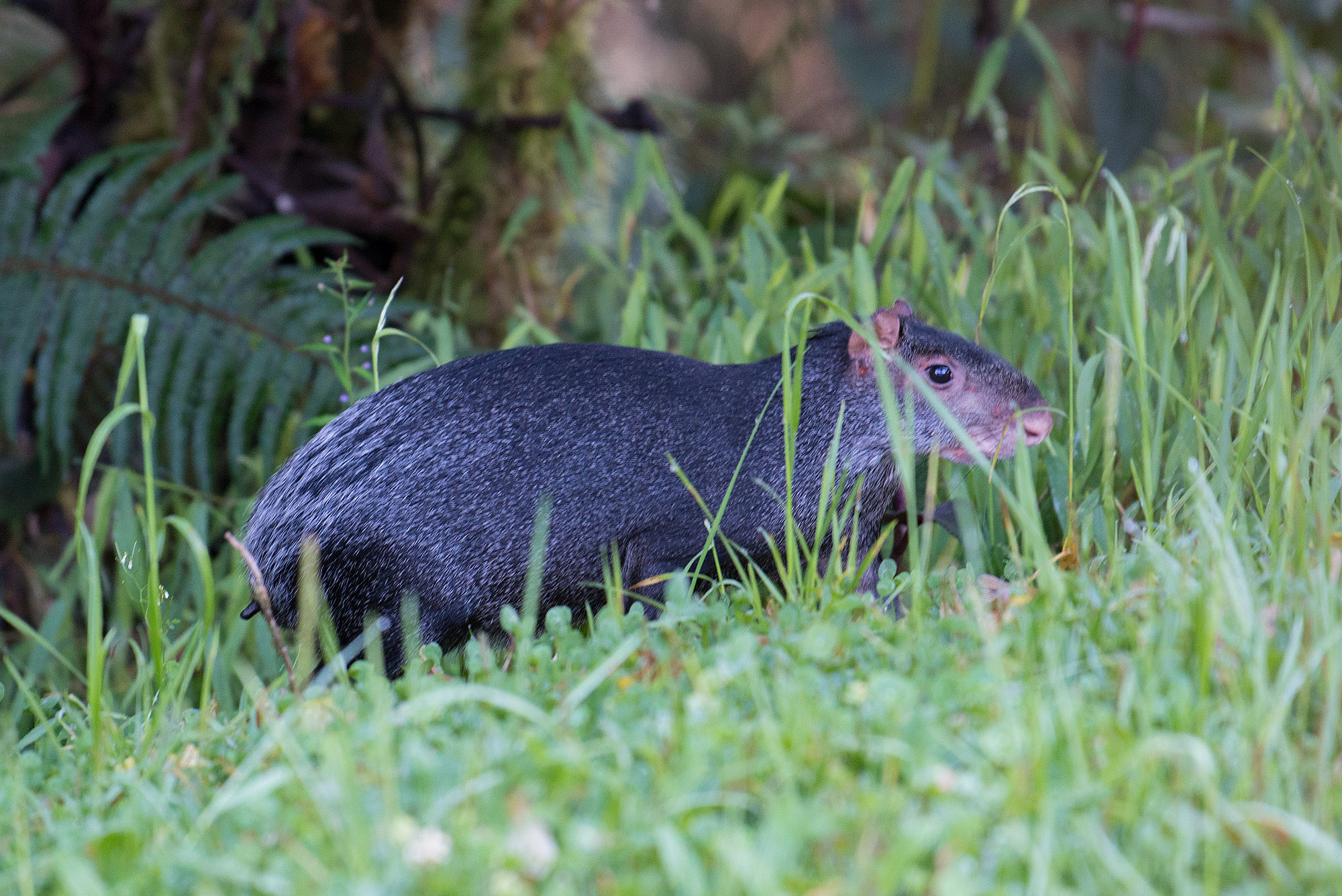 Primarily Peruvian Primates: Owlet Lodge and Los Amigos Research ...