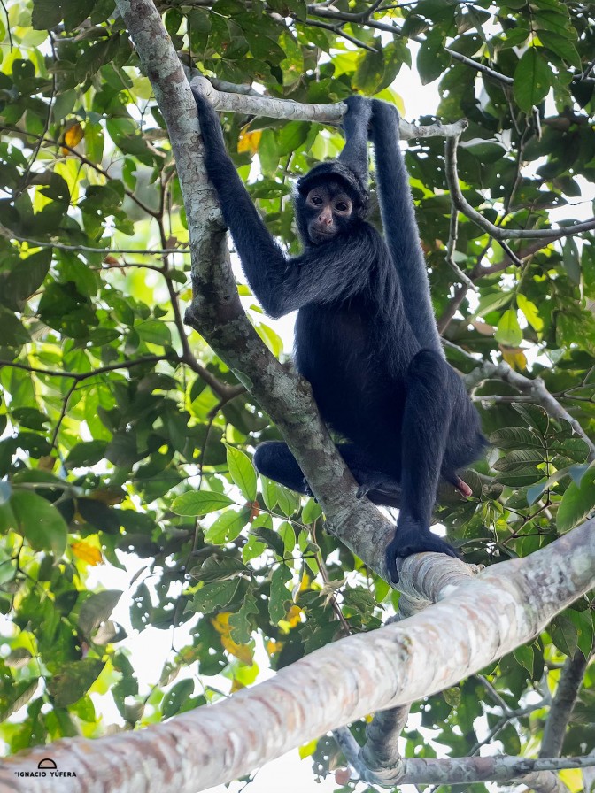 Primarily Peruvian Primates: Owlet Lodge and Los Amigos Research ...