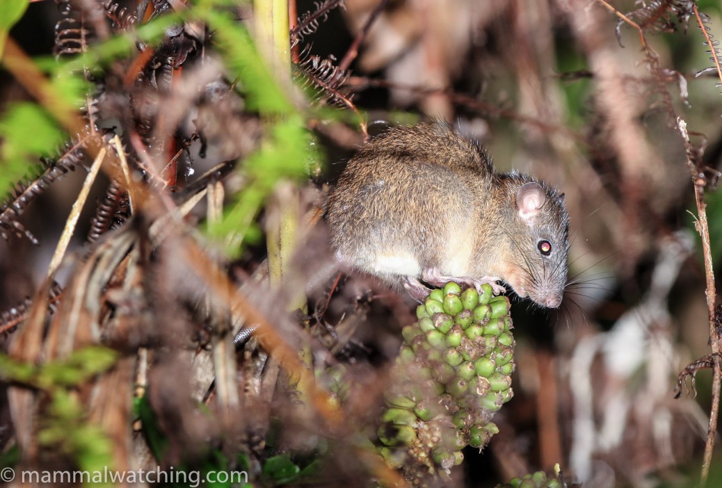 Deramakot, May 2015 - Mammal Watching