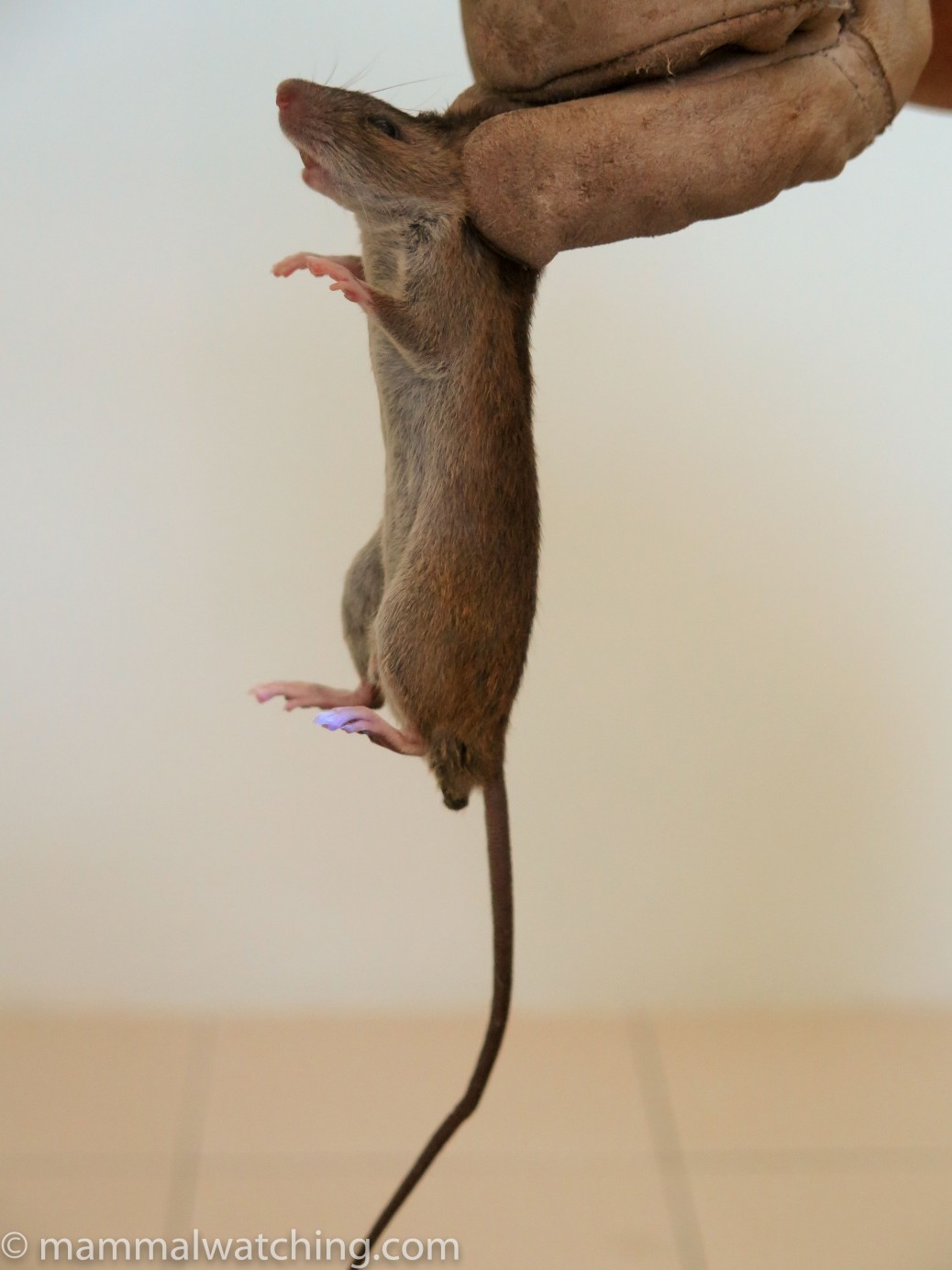 Deramakot, May 2015 - Mammal Watching