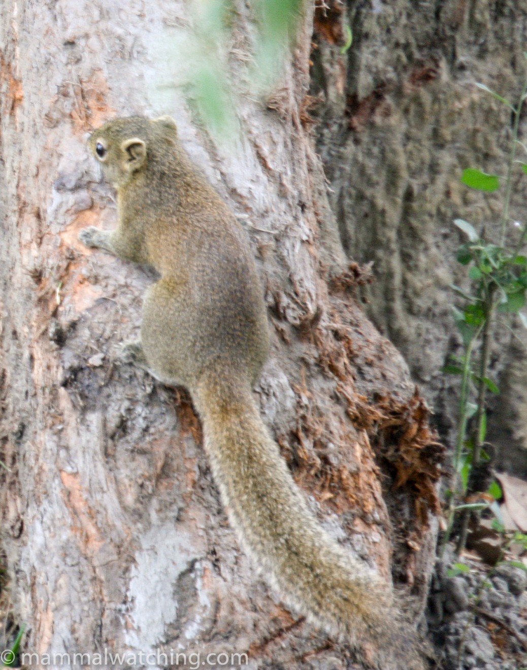 Assam, 2008 - Mammal Watching