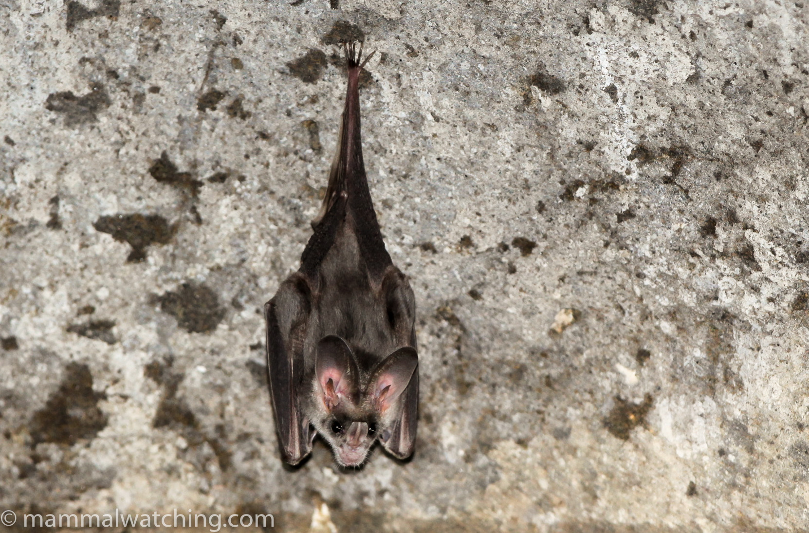 False Vampire Bat