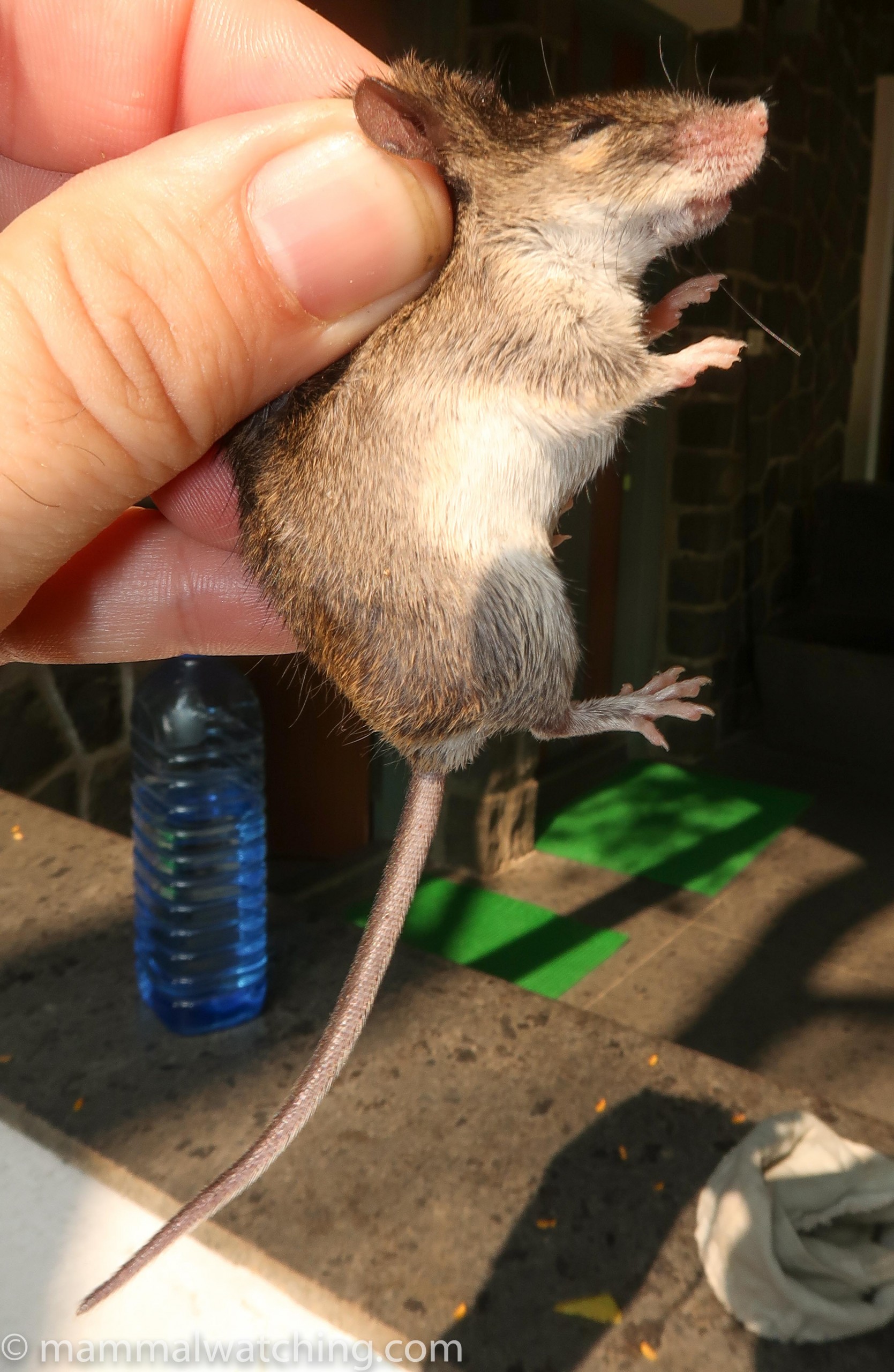 Quick Trip to Pune, Maharashtra (India) - Mammal Watching