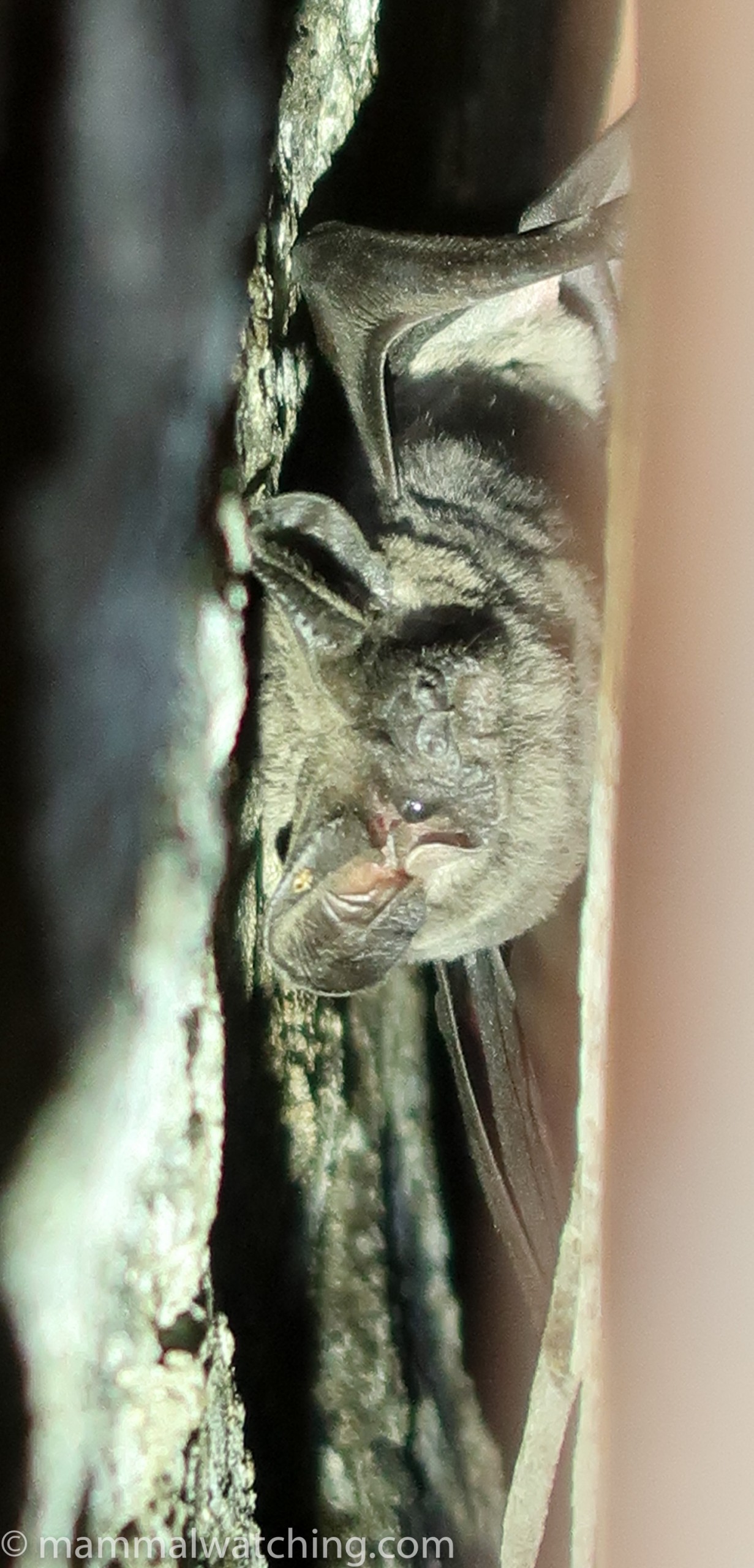 Quick Trip to Pune, Maharashtra (India) - Mammal Watching