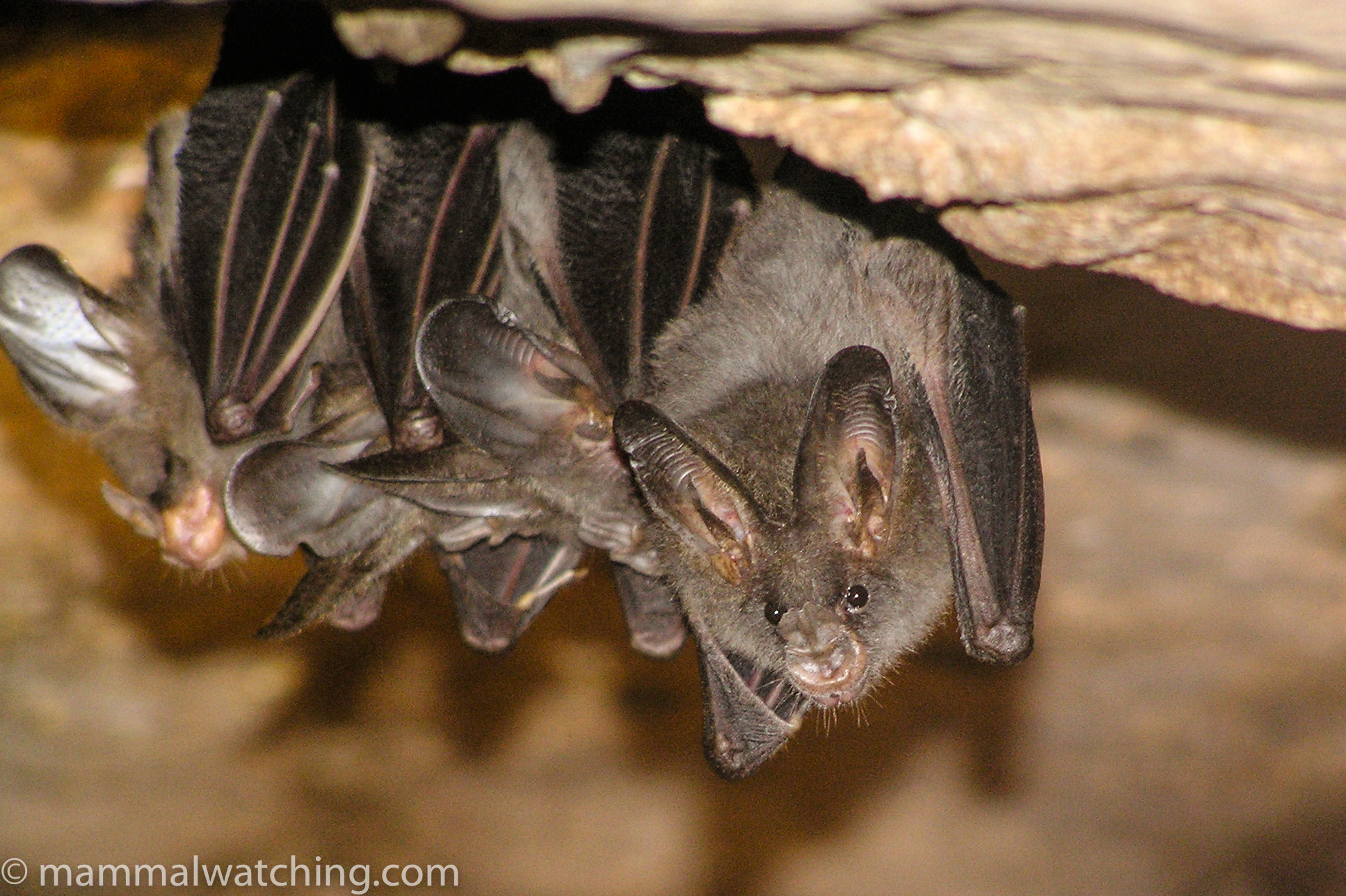Peninsula Malaysia, 2004 - Mammal Watching