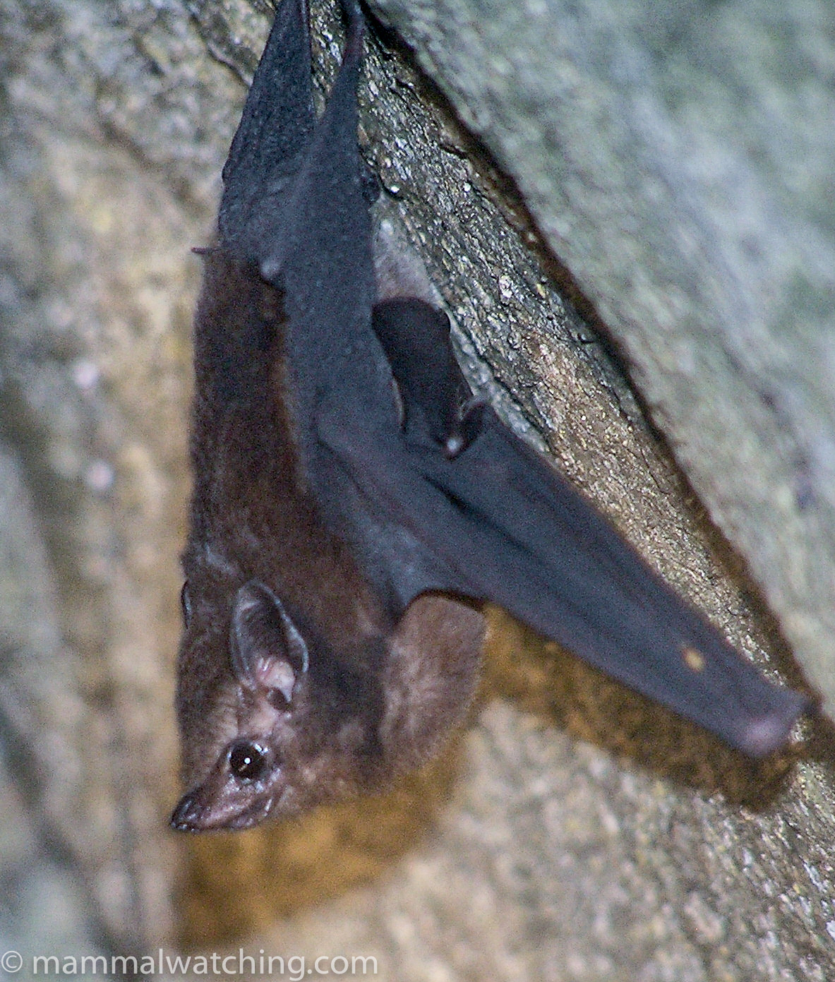 Peninsula Malaysia, 2004 - Mammal Watching