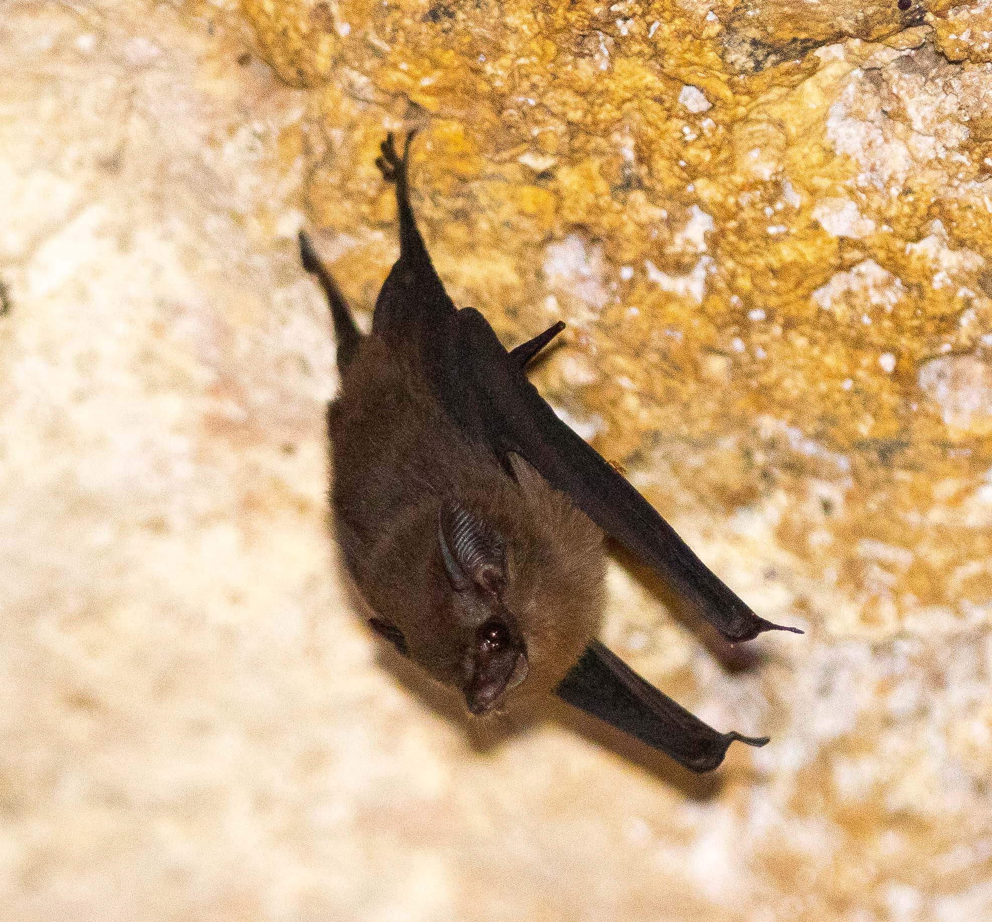 Philippines, November 2015 - Mammal Watching