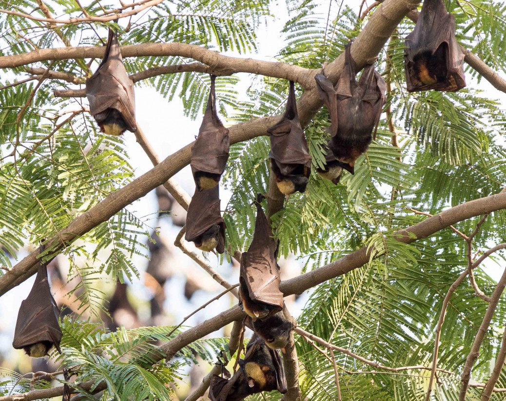 Philippines, November 2015 - Mammal Watching