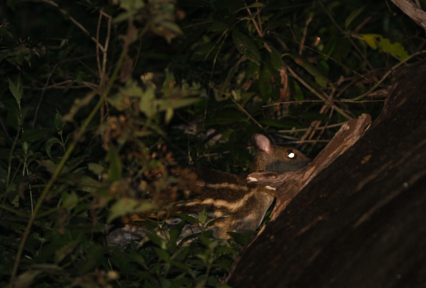 Sri Lanka, 2010 - Mammal Watching