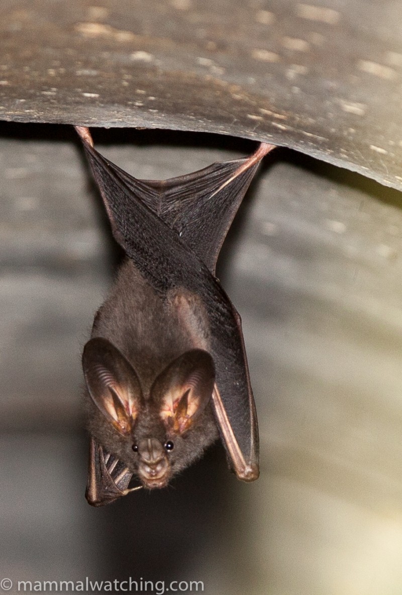 Sumatra and the Mentawai Islands - Mammal Watching