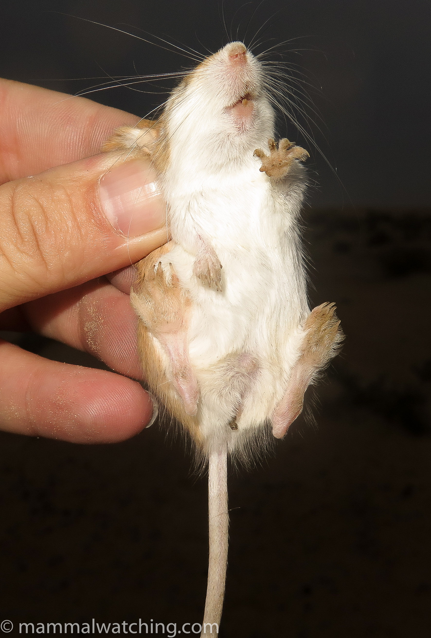 United Arab Emirates Trip Report - Mammal Watching