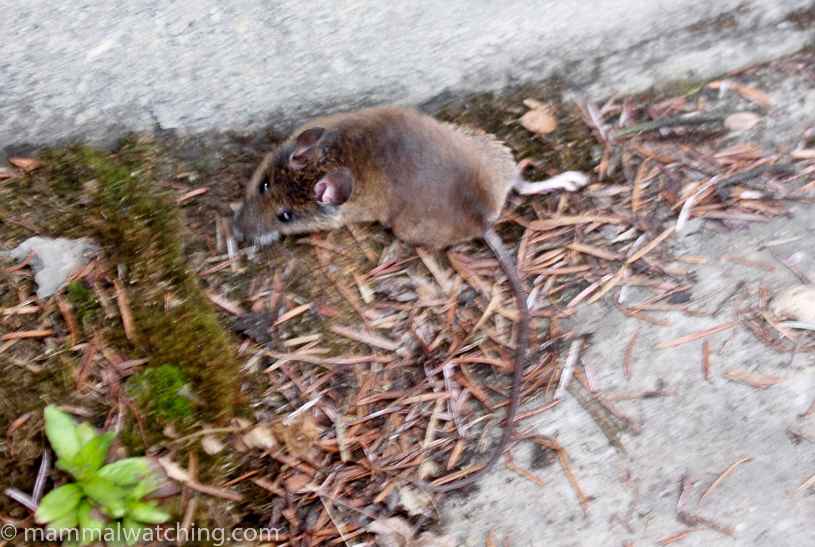Sichuan, 2009 - Mammal Watching
