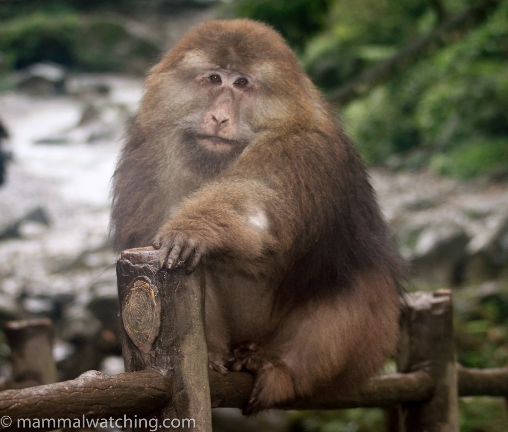 Sichuan, 2009 - Mammal Watching