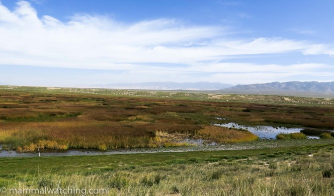 Tibetan Plateau, 2015 - Mammal Watching