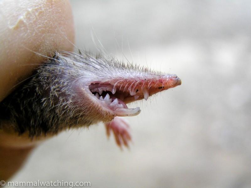 France - Mammal Watching