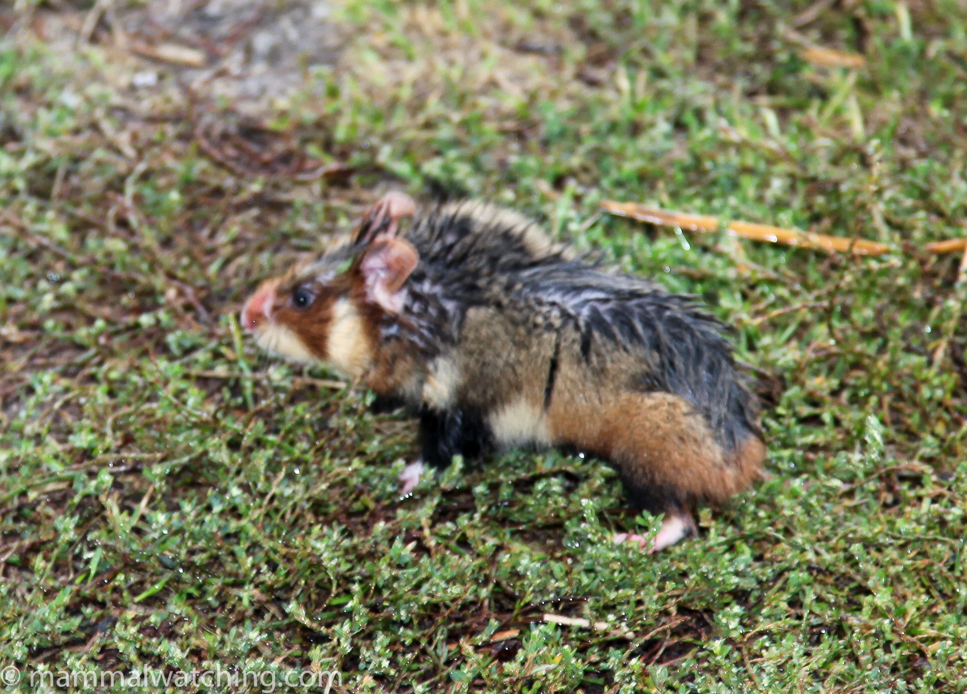 Hungary, 2013 Trip Reports - Mammal Watching