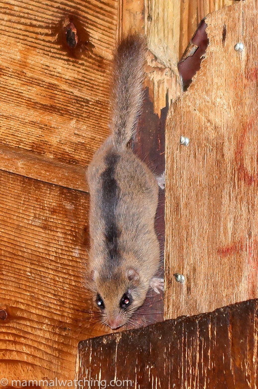 Nagano, Japan and Dasyeushan, Taiwan - Mammal Watching