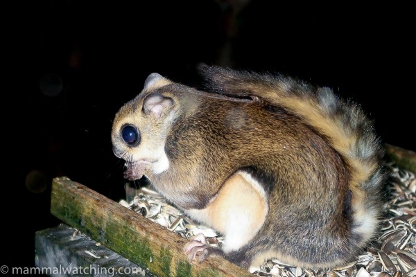 Nagano, Japan and Dasyeushan, Taiwan - Mammal Watching