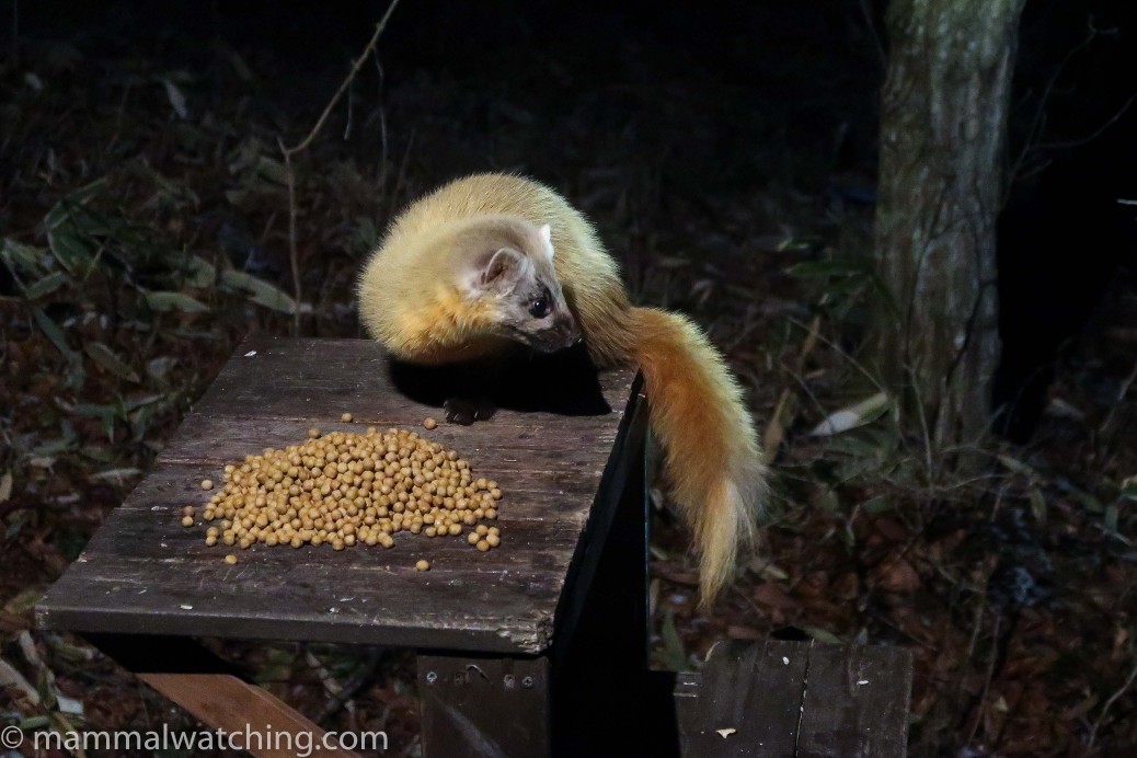 A Few Japanese Mammals - Mammal Watching