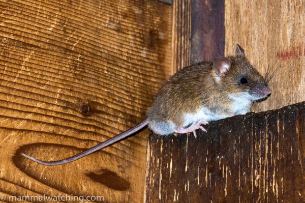 Nagano, Japan and Dasyeushan, Taiwan - Mammal Watching