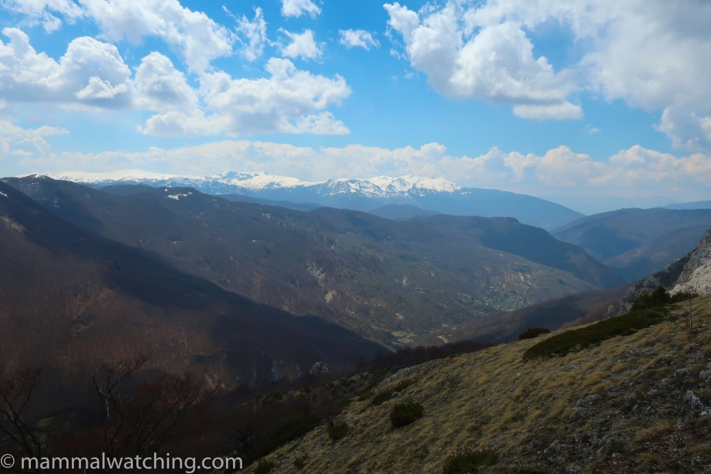 A few sites (and fewer mammals) for Albania, Macedonia and Greece ...