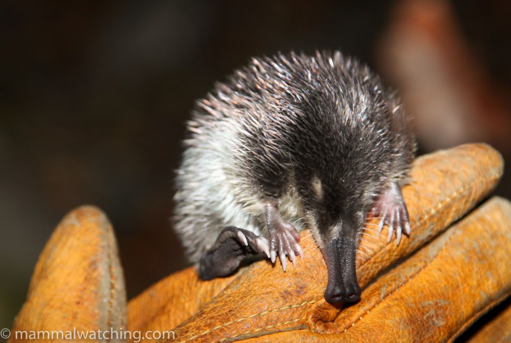 Spain - Mammal Watching