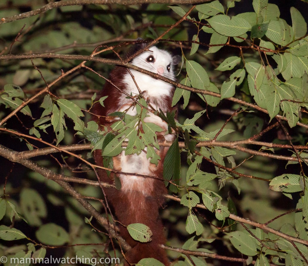 Taiwan, 2017 - Mammal Watching