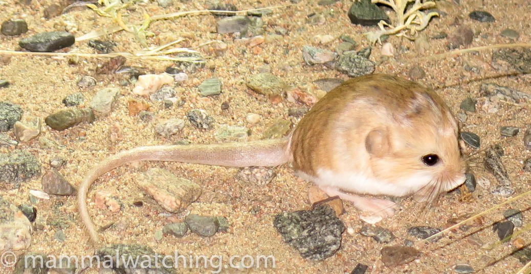 Mongolia, 2016 Trip Report - Mammal Watching