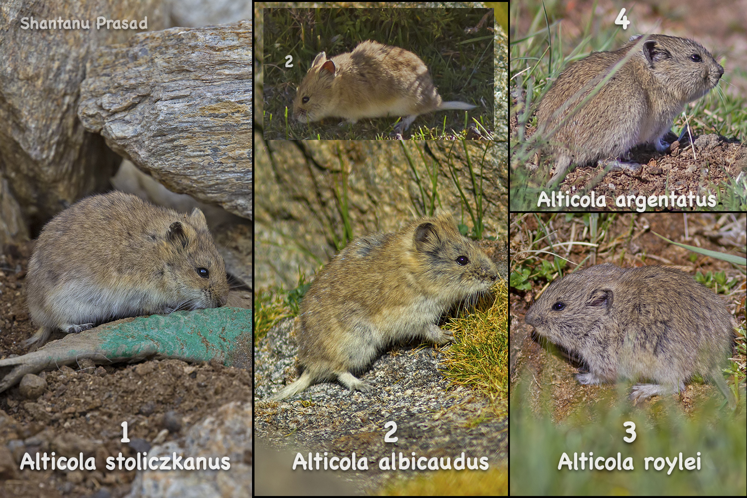 4 Alticolas / Mountain Voles of Ladakh - Mammal Watching